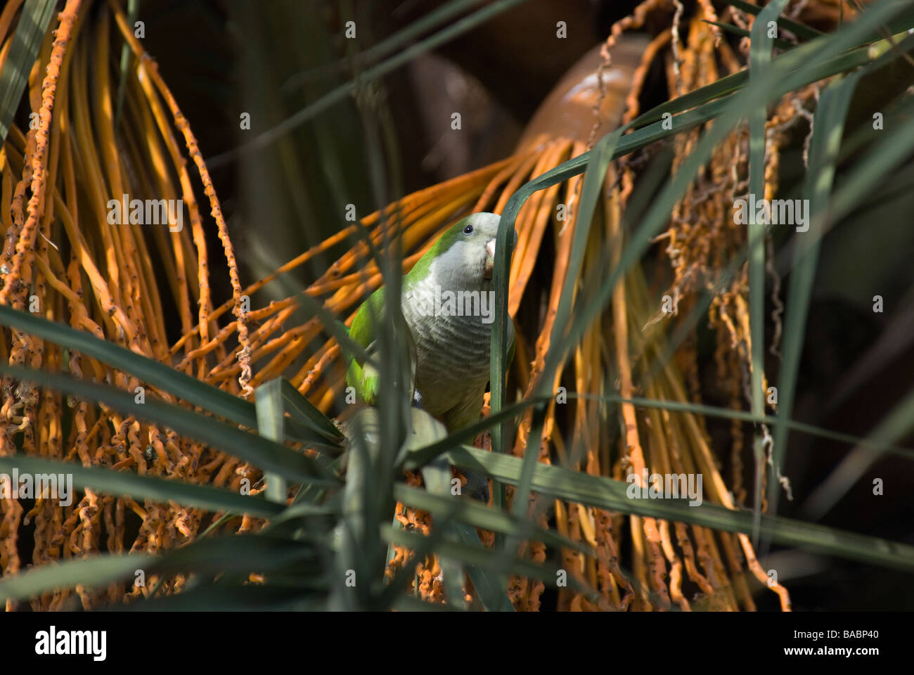 Monk parakeet (myiopsitta monachus) hi-res stock photography and images ...
