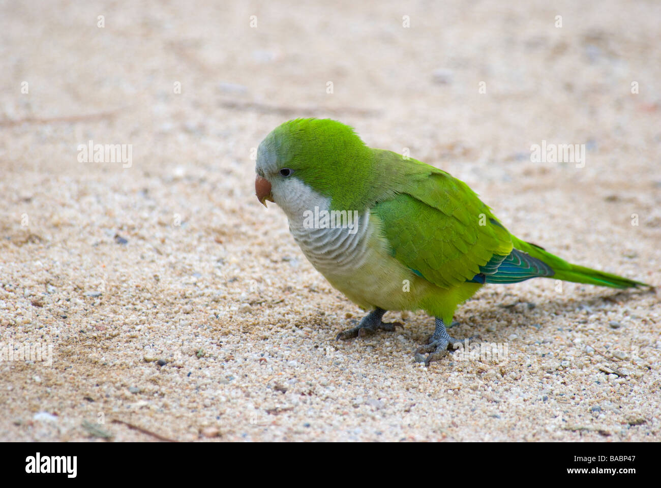 Monk Parakeet Myiopsitta monachus feeding on the ground Stock Photo - Alamy