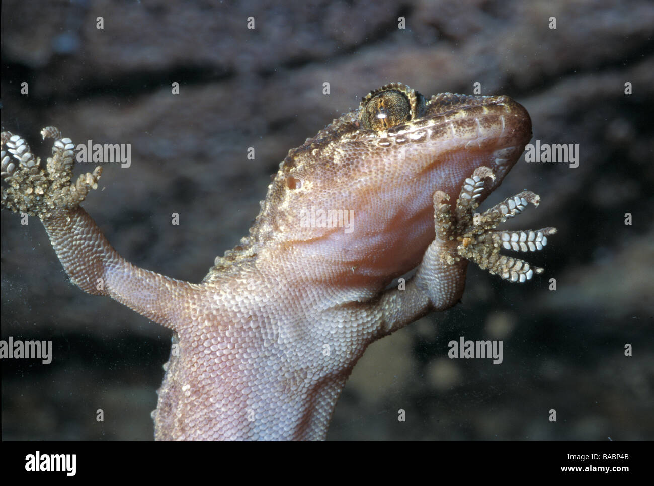 Mediterranean Gecko Hemidactylus turcicus, Geckonidae, Italy Stock ...