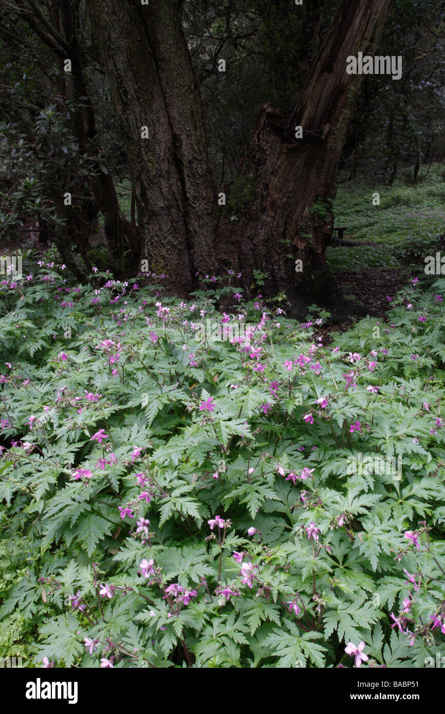 Forest geranium hi-res stock photography and images - Alamy