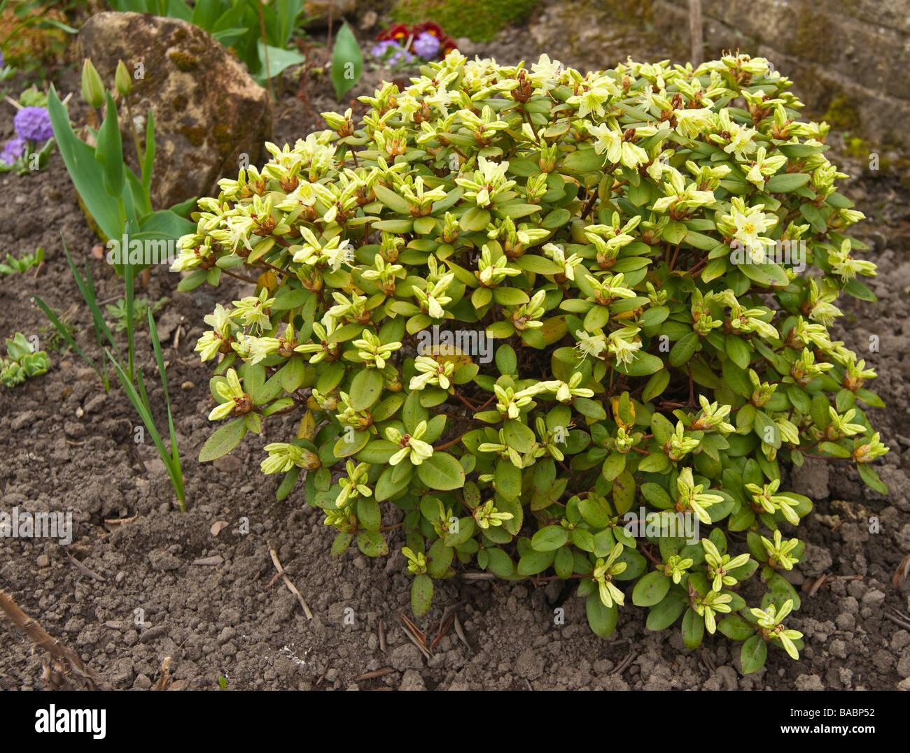 2009 dwarf rhododendron variety Shamrock Stock Photo - Alamy