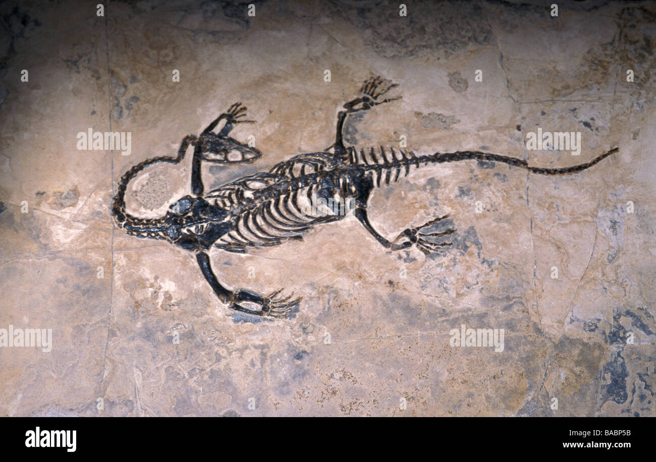 Triassic Fossil Reptile Keichousaurus hui, China Stock Photo - Alamy