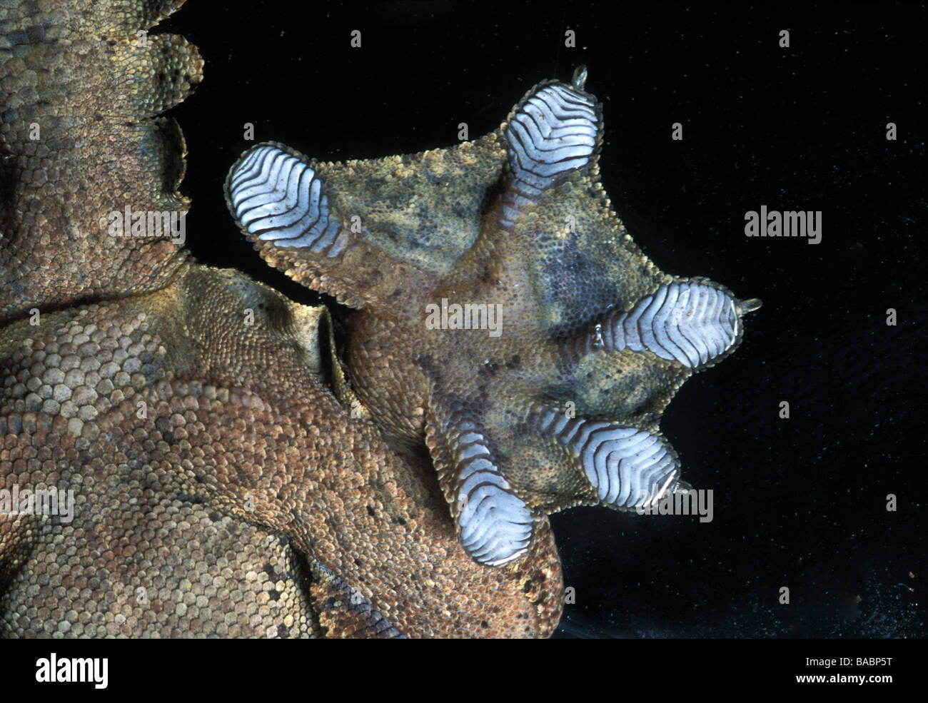 Flying geckos ptychozoon kuhli hi-res stock photography and images - Alamy