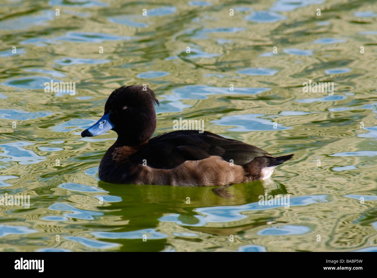 Female Tufted Duck Aythya fuligula in water Stock Photo - Alamy