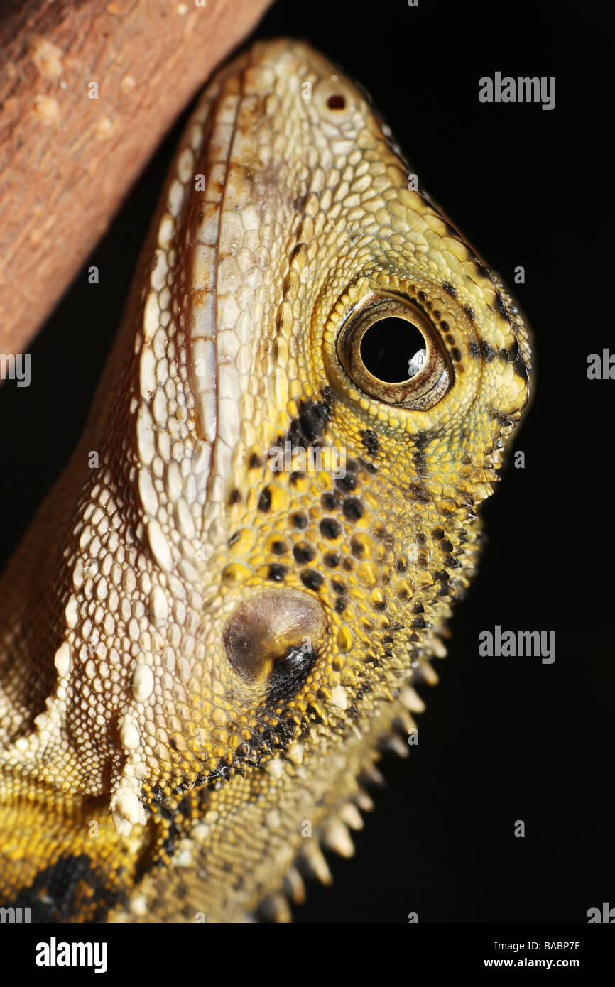 Lizard textures hi-res stock photography and images - Alamy