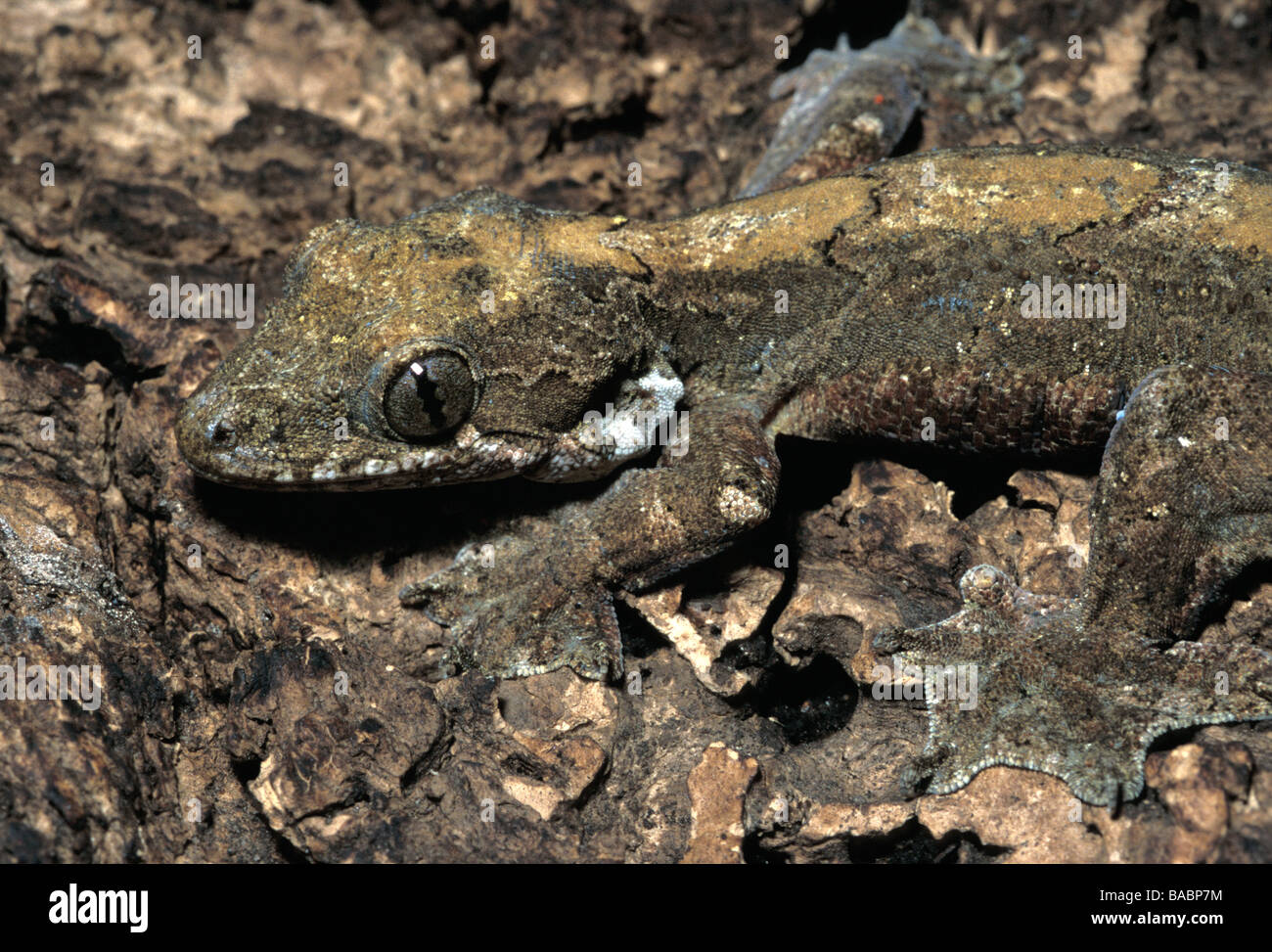Flying gecko hi-res stock photography and images - Alamy