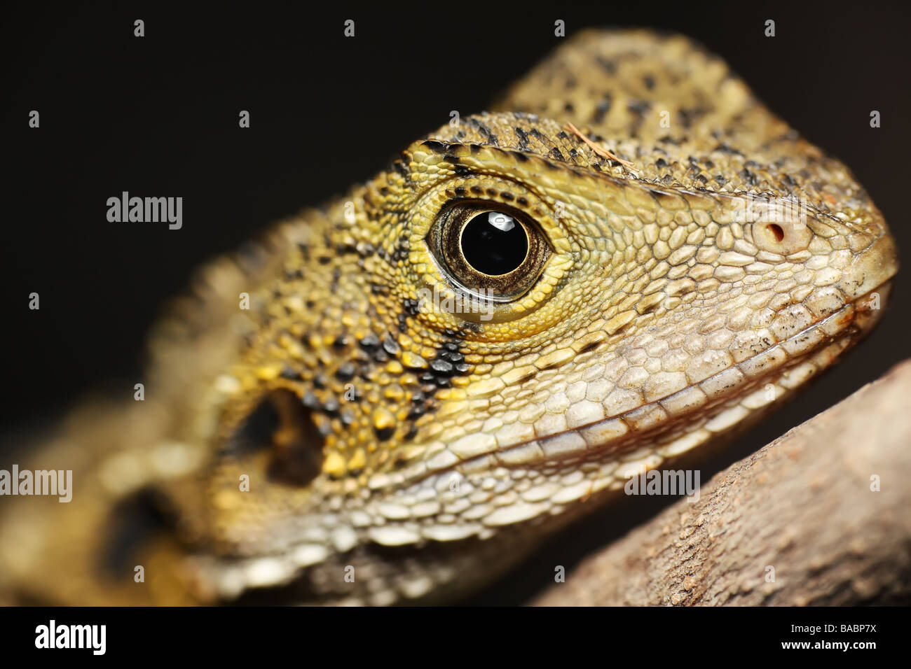 Cute Baby Lizard Stock Photo - Alamy