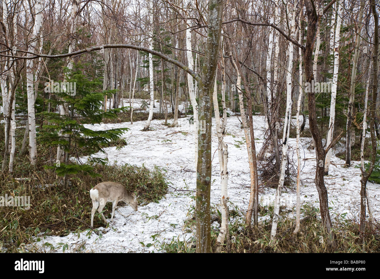 Ezo Sika deer grazing amongst the snow in the Shiretoko National Park ...