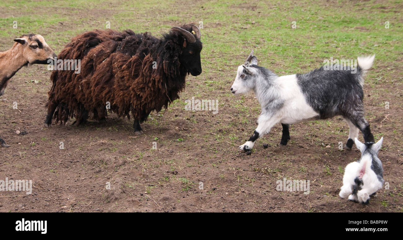 Monk Park Farm zoo type attraction near Thirsk Yorkshire - young goat ...