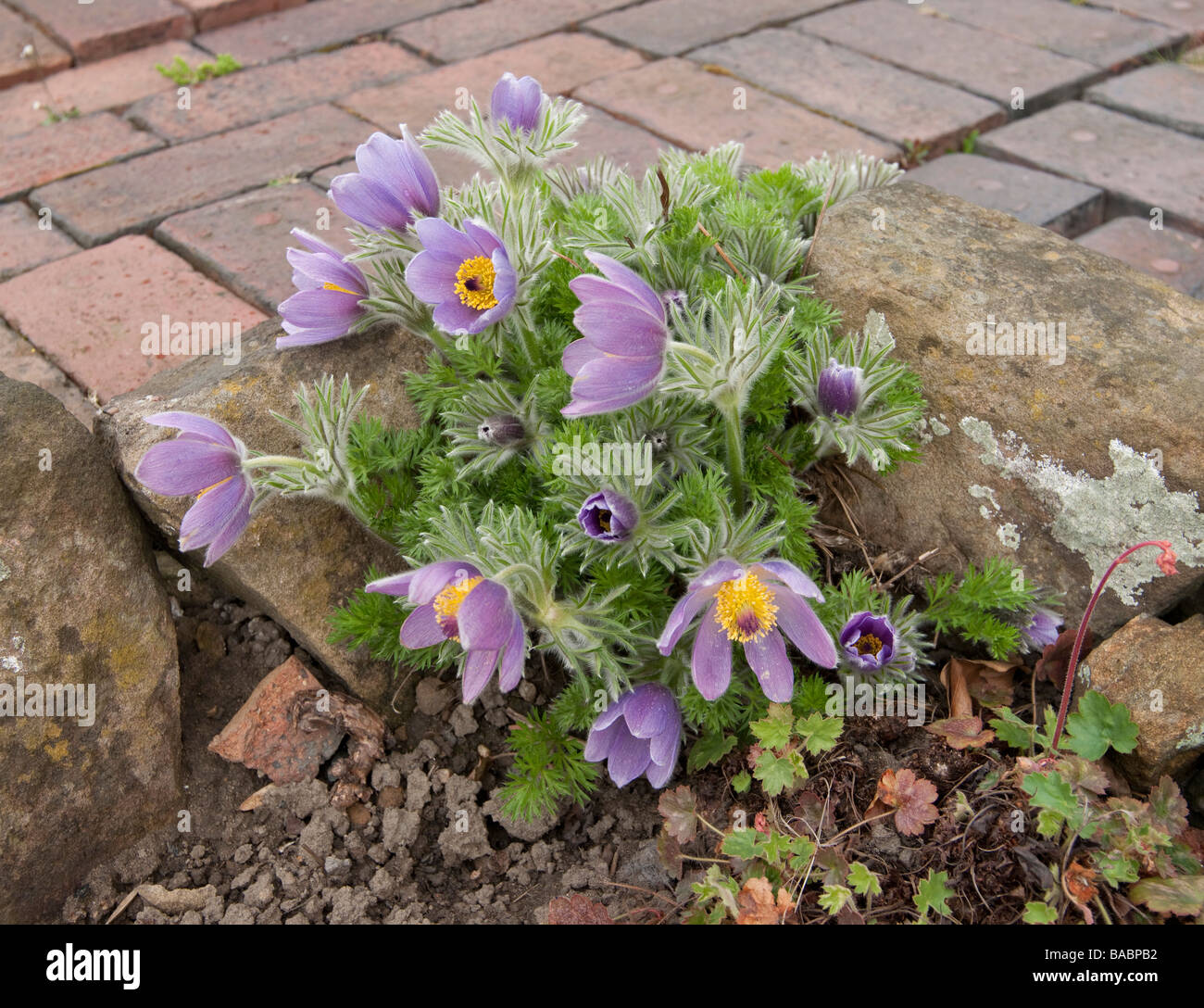 Pulsatilla flower next to brick pathway Stock Photo - Alamy