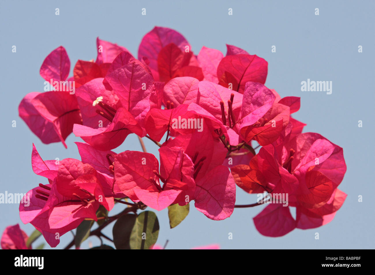 Paper flowers bloom in spring Stock Photo - Alamy