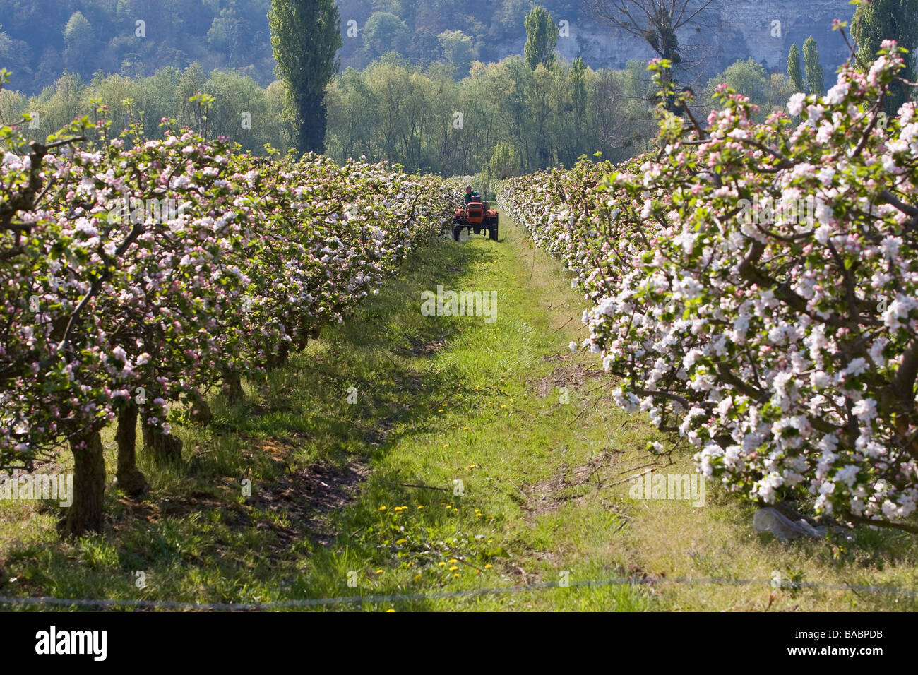 Apple trees hi-res stock photography and images - Alamy