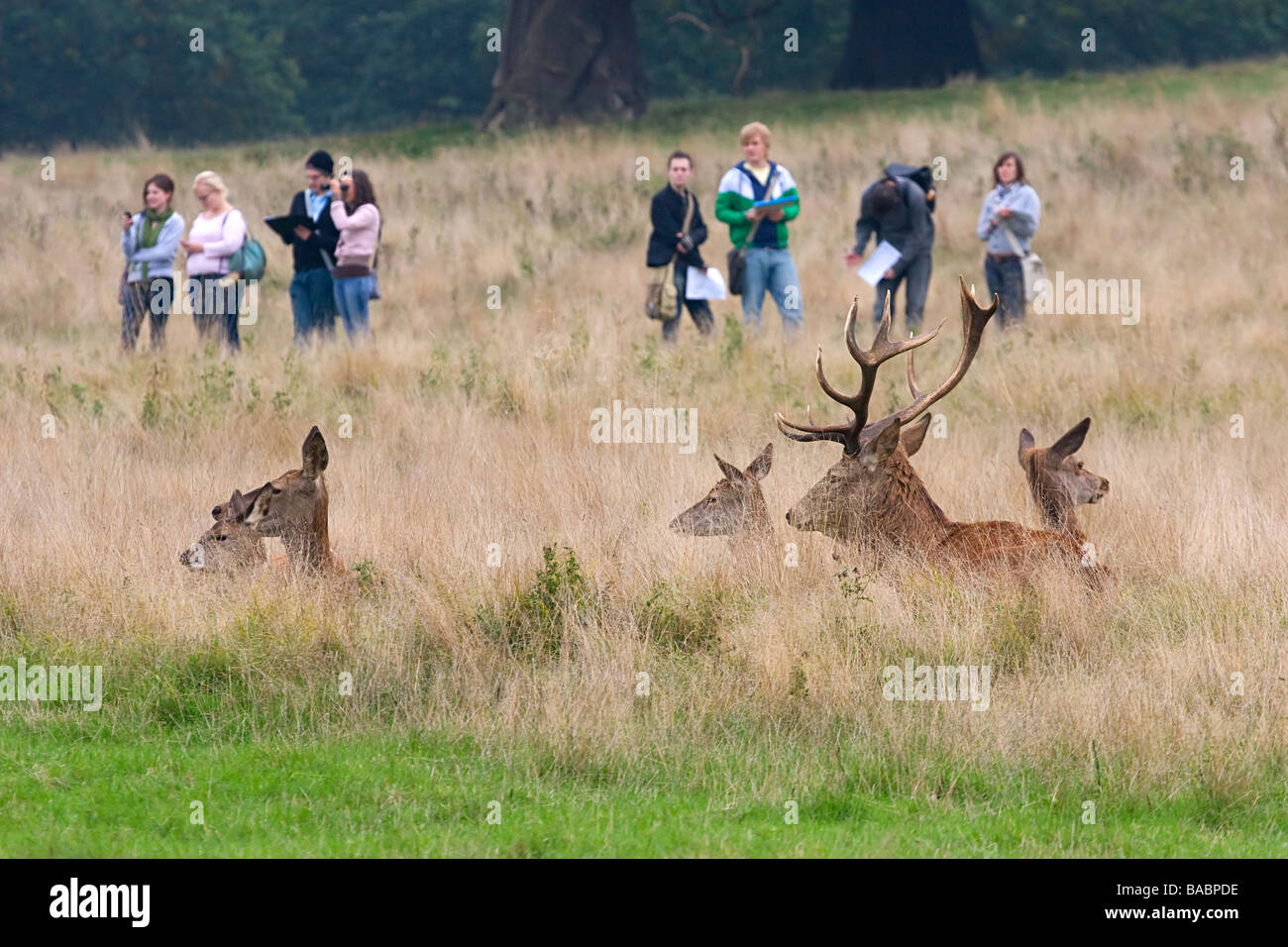 Students studying deer Stock Photo - Alamy