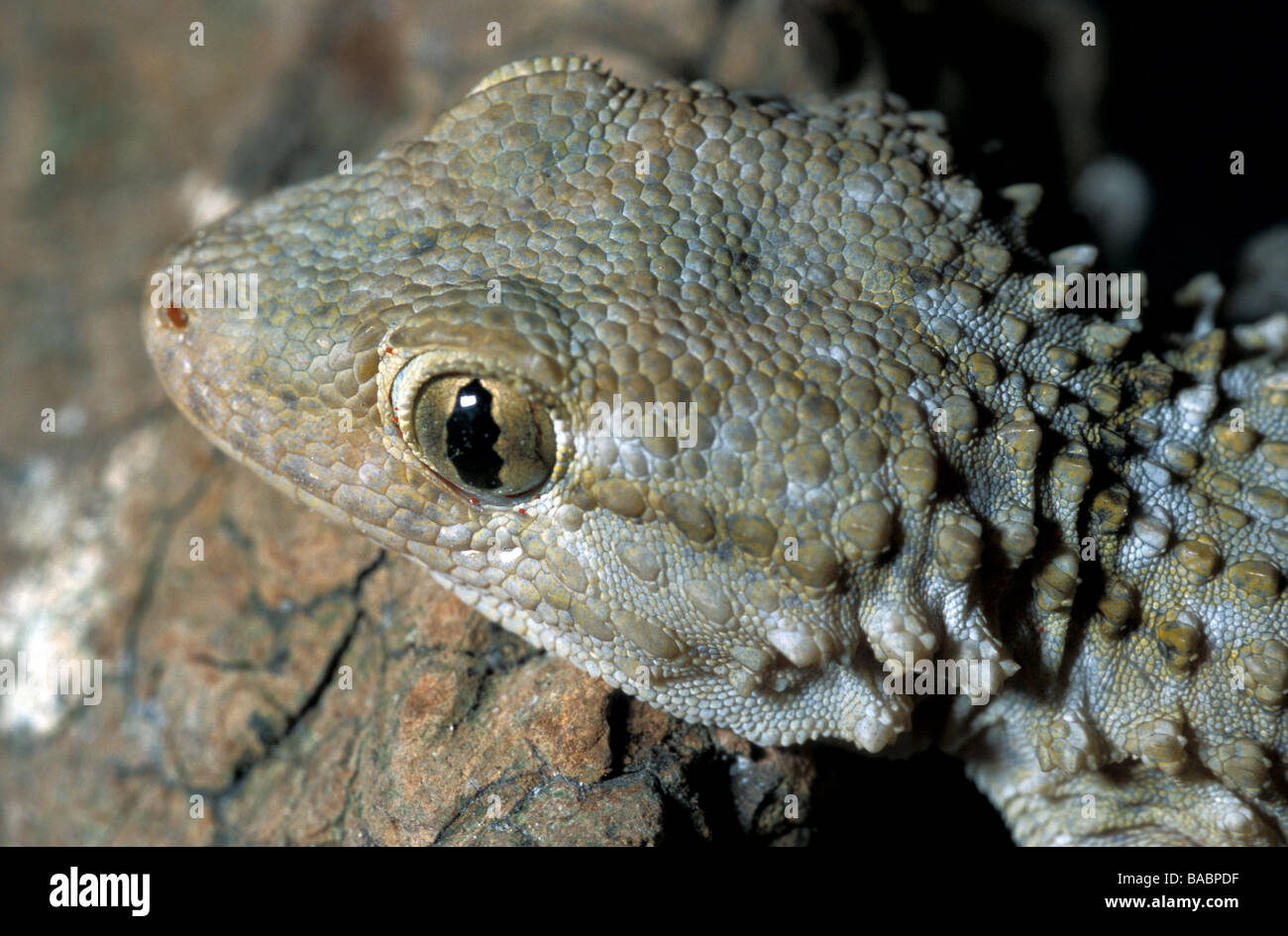 Moorish Gecko, Tarentola mauritanica, Capraia Island, Tuscany, Italy ...