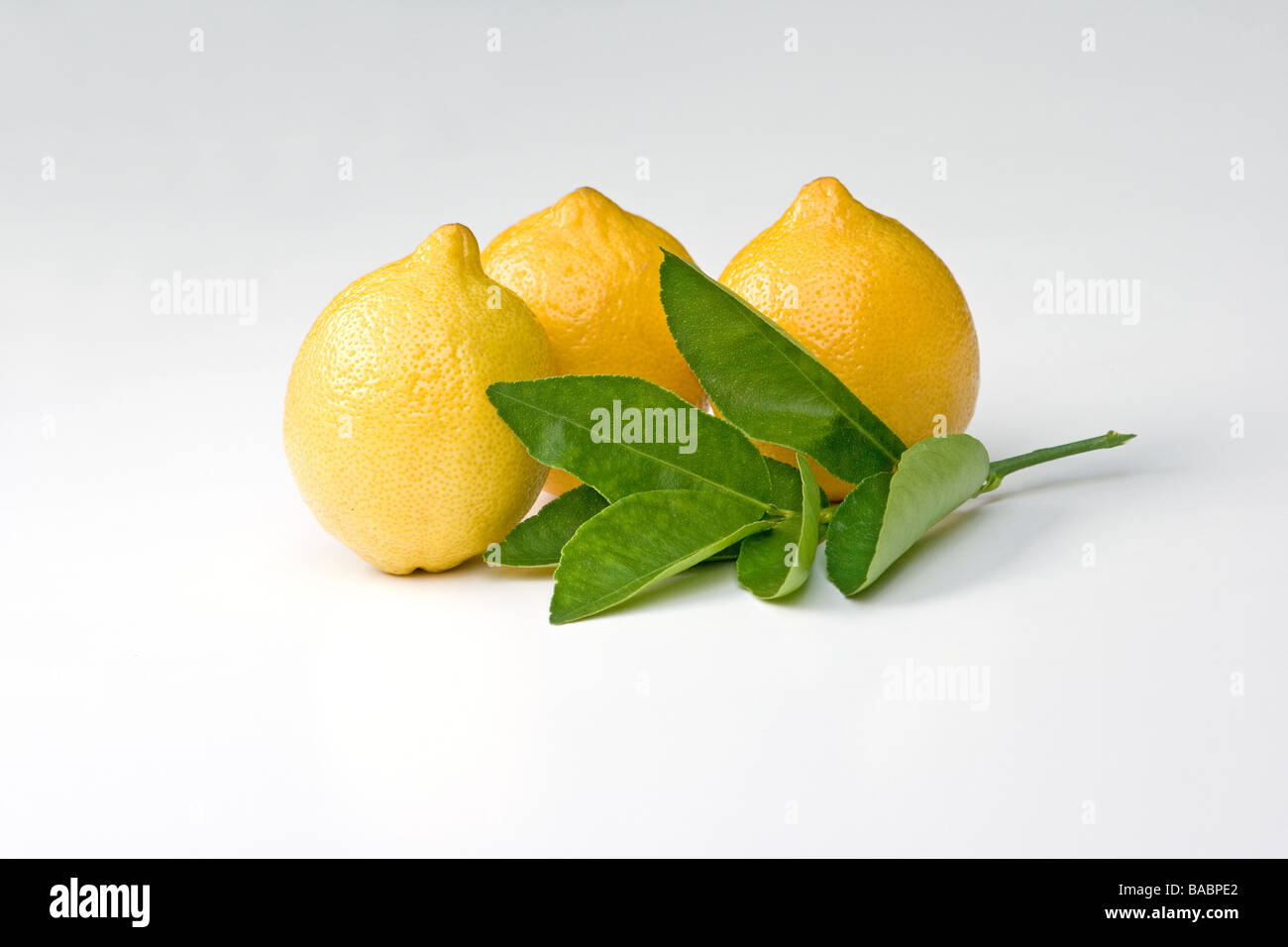 Fresh lemons and sprig of leaves Stock Photo - Alamy
