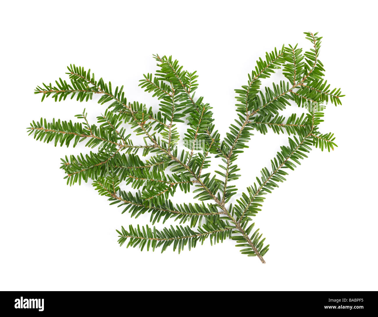 Canadian hemlock hi-res stock photography and images - Alamy
