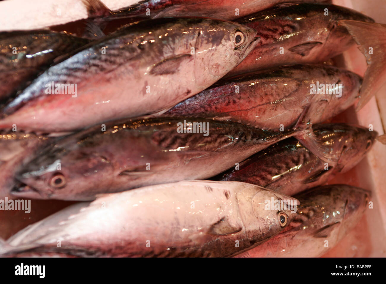 Fish for sale at one of the many markets on Hong Kong Island, Hong Kong ...