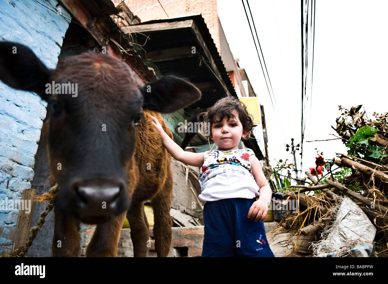 A young boy enjoys playing with a young cow Stock Photo - Alamy