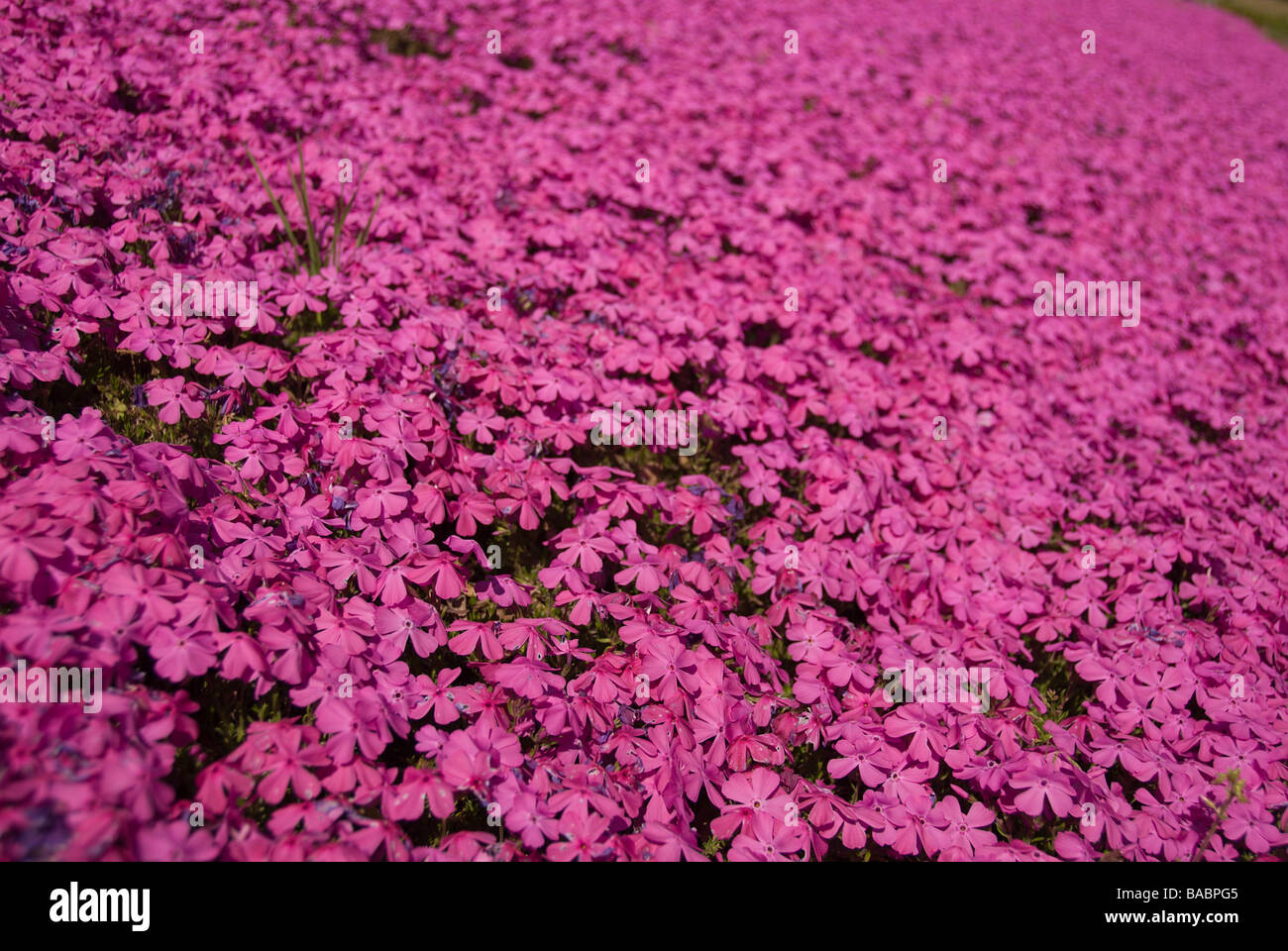 A mass planting of bright pink moss phlox Phlox subulata blooming in ...