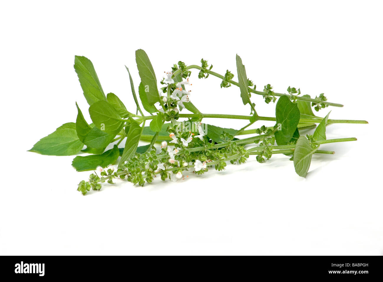 Sprig of basil leaves hi-res stock photography and images - Alamy