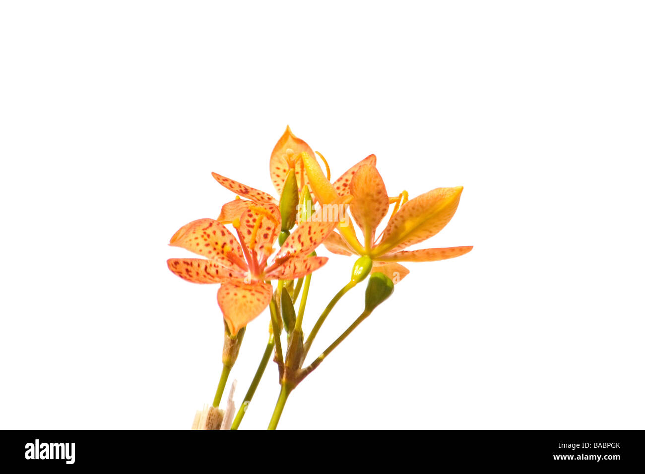 Belamcanda chinensis hi-res stock photography and images - Alamy