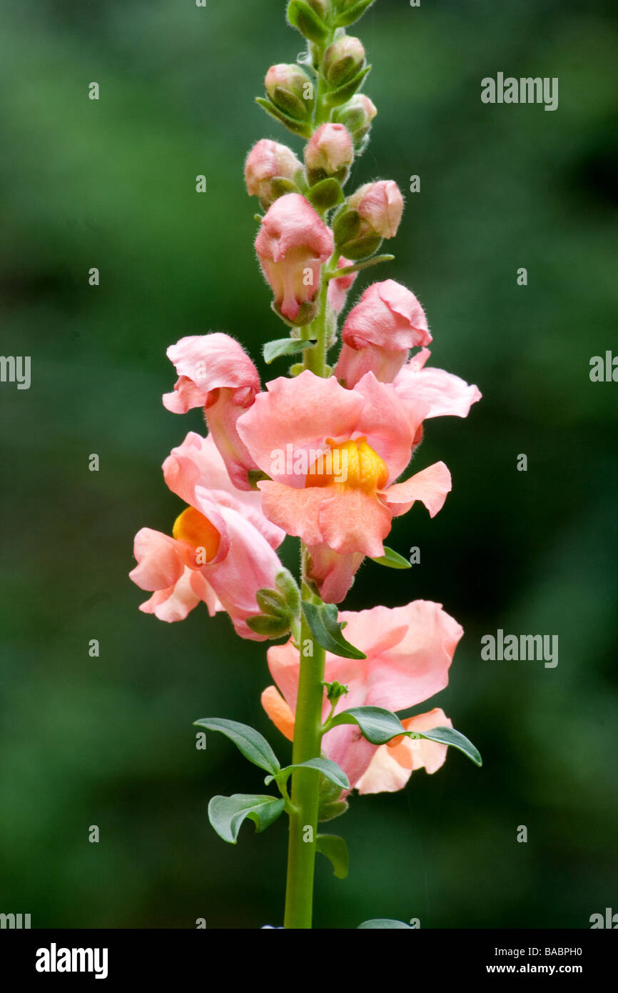 Full bloom snapdragon hi-res stock photography and images - Alamy