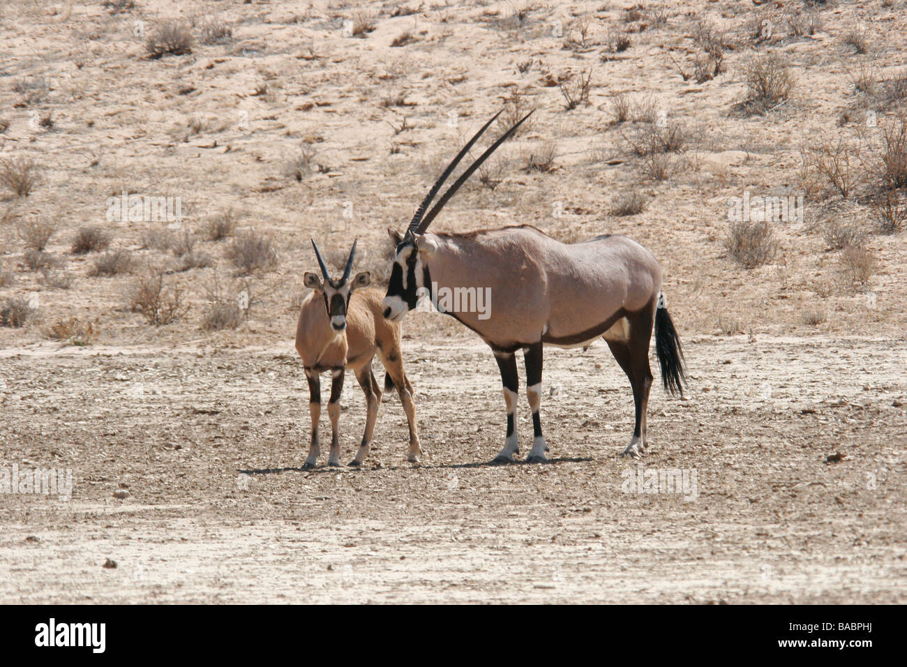 A mother and Baby Gemsbok (oryx Gazelle) stand in the Kalahari regeon ...