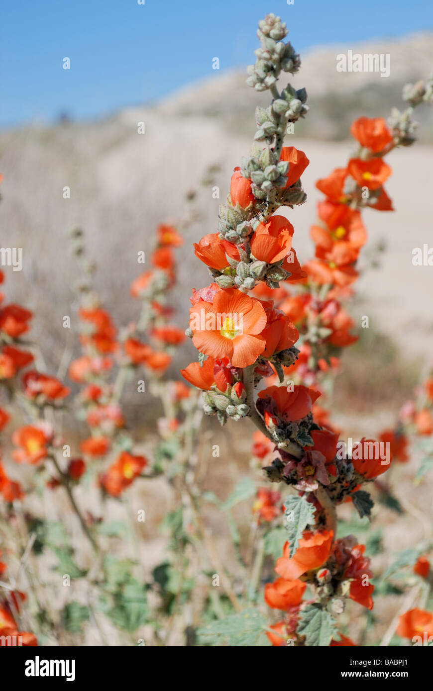 Apricot Mallow Sphaeralcea ambigua desert hollyhock Stock Photo - Alamy