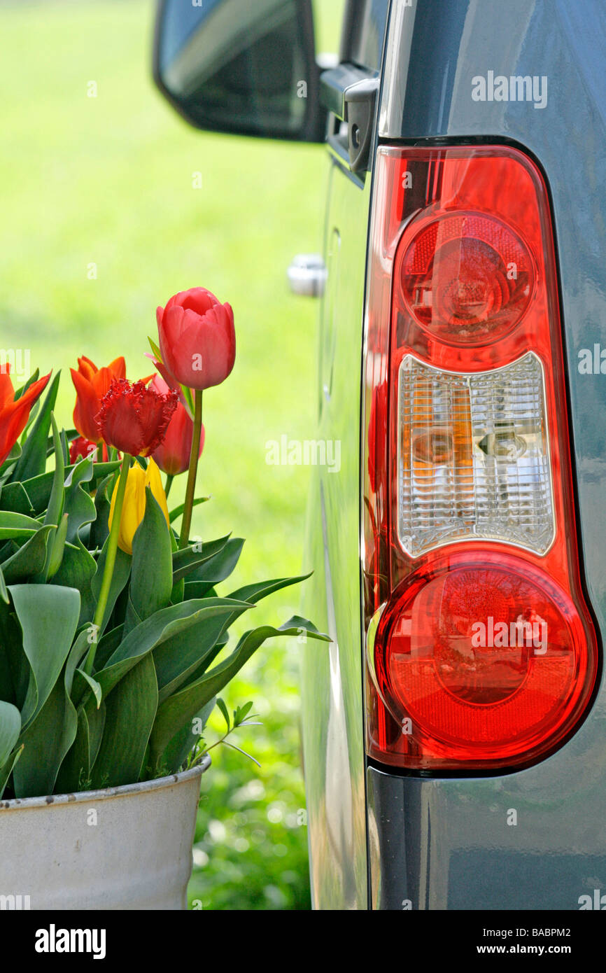 Tulips and car (Tulipa hybr Stock Photo - Alamy