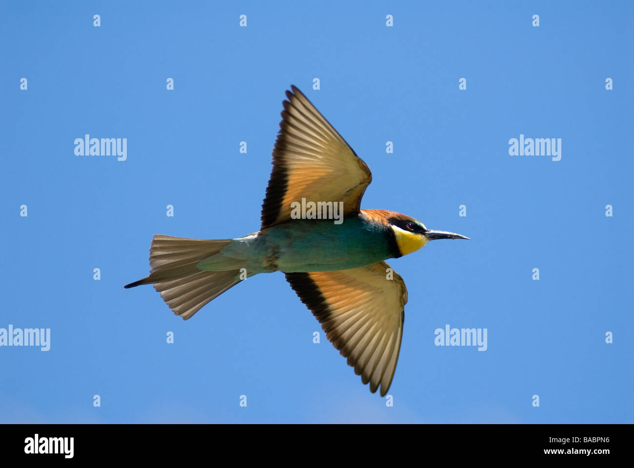 Bee Eater in flight Stock Photo - Alamy