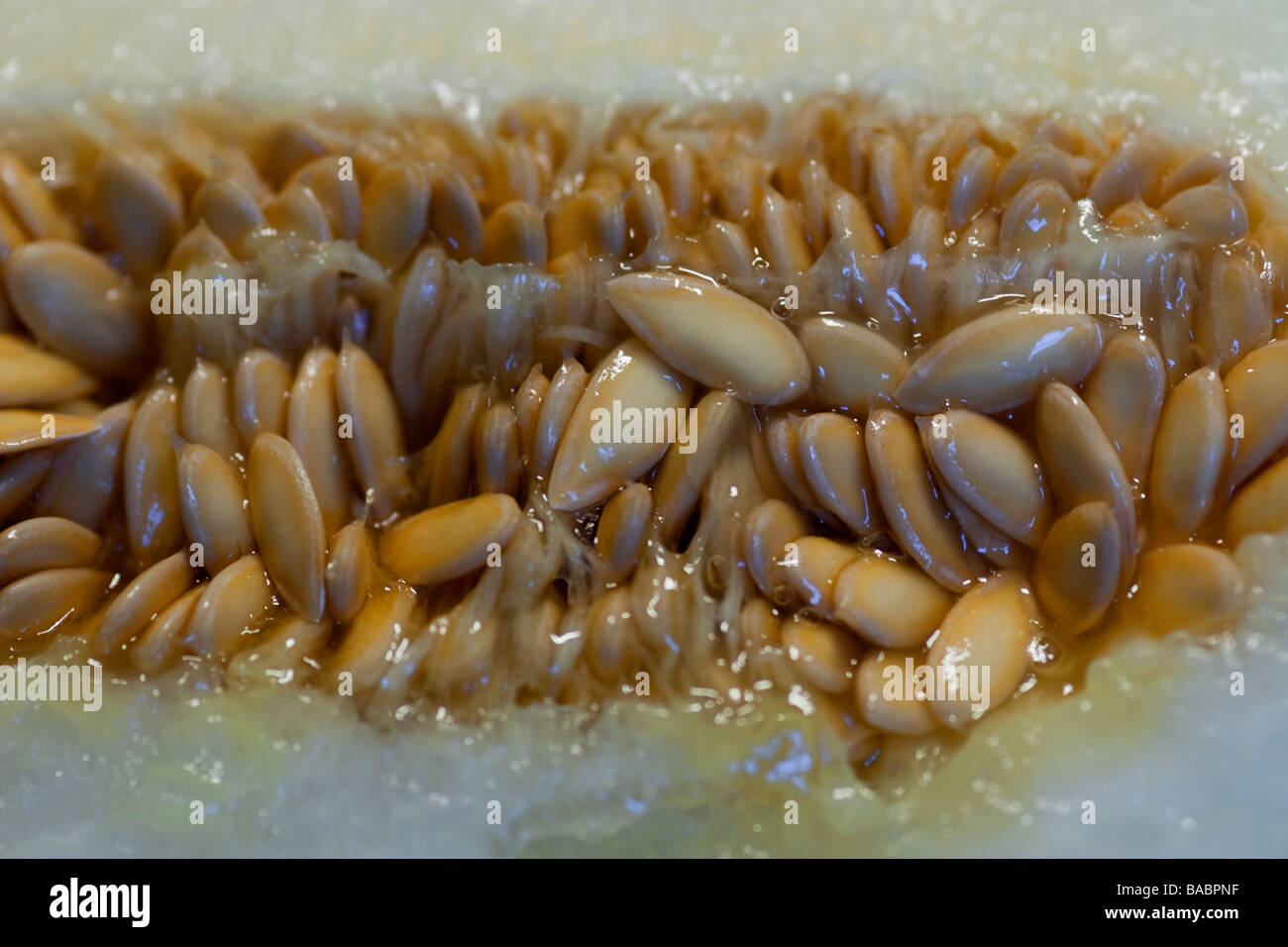 Melon seeds hi-res stock photography and images - Alamy