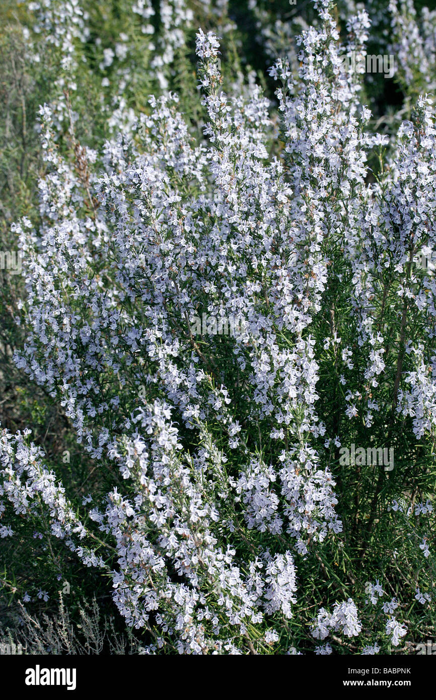 Rosemary Rosmarinus officinalis Stock Photo - Alamy