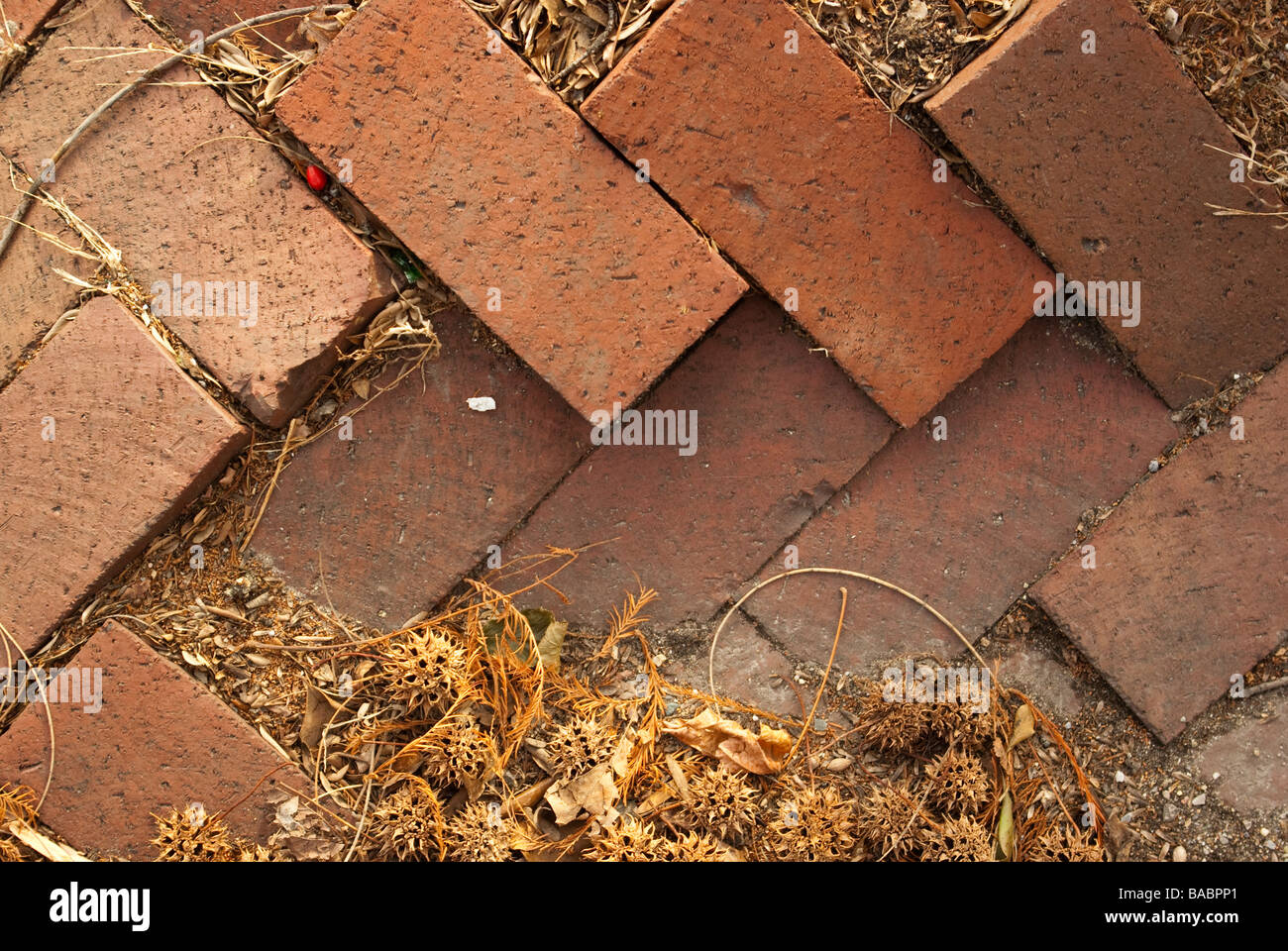 Brick tiles are lined with ginkgo seed pods along a sidewalk Stock ...
