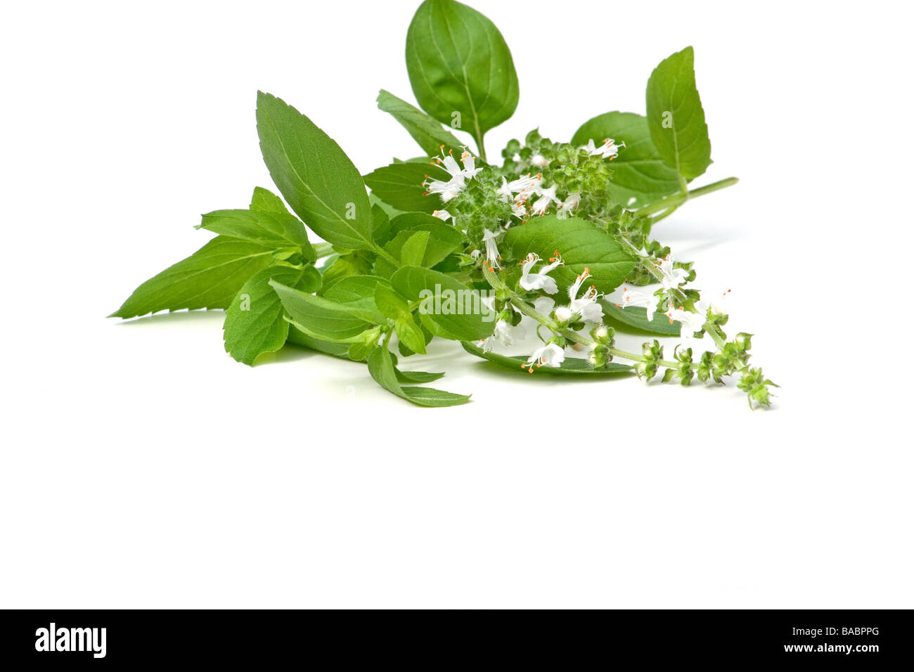 Sprig of basil with leaves and flower Stock Photo - Alamy