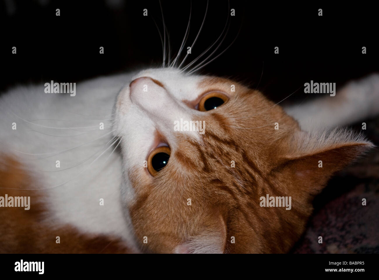 A cat looks interested Stock Photo - Alamy