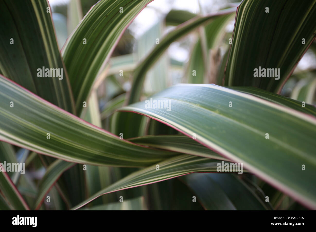 New zealand flax phormium pink hi-res stock photography and images - Alamy
