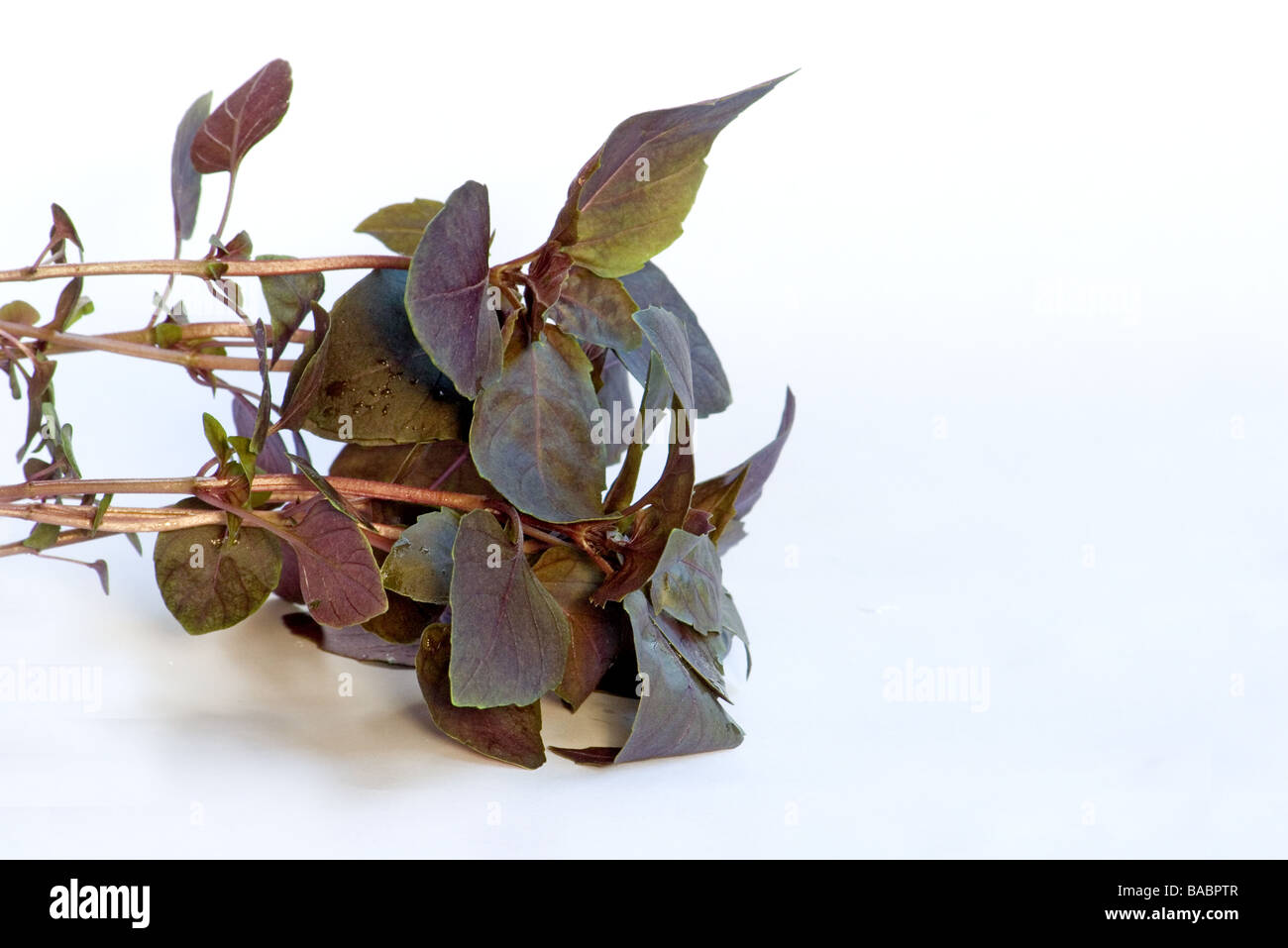 Scented leaved aromatherapy hi-res stock photography and images - Alamy