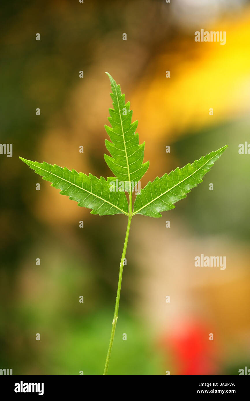 Neem leaves hi-res stock photography and images - Alamy