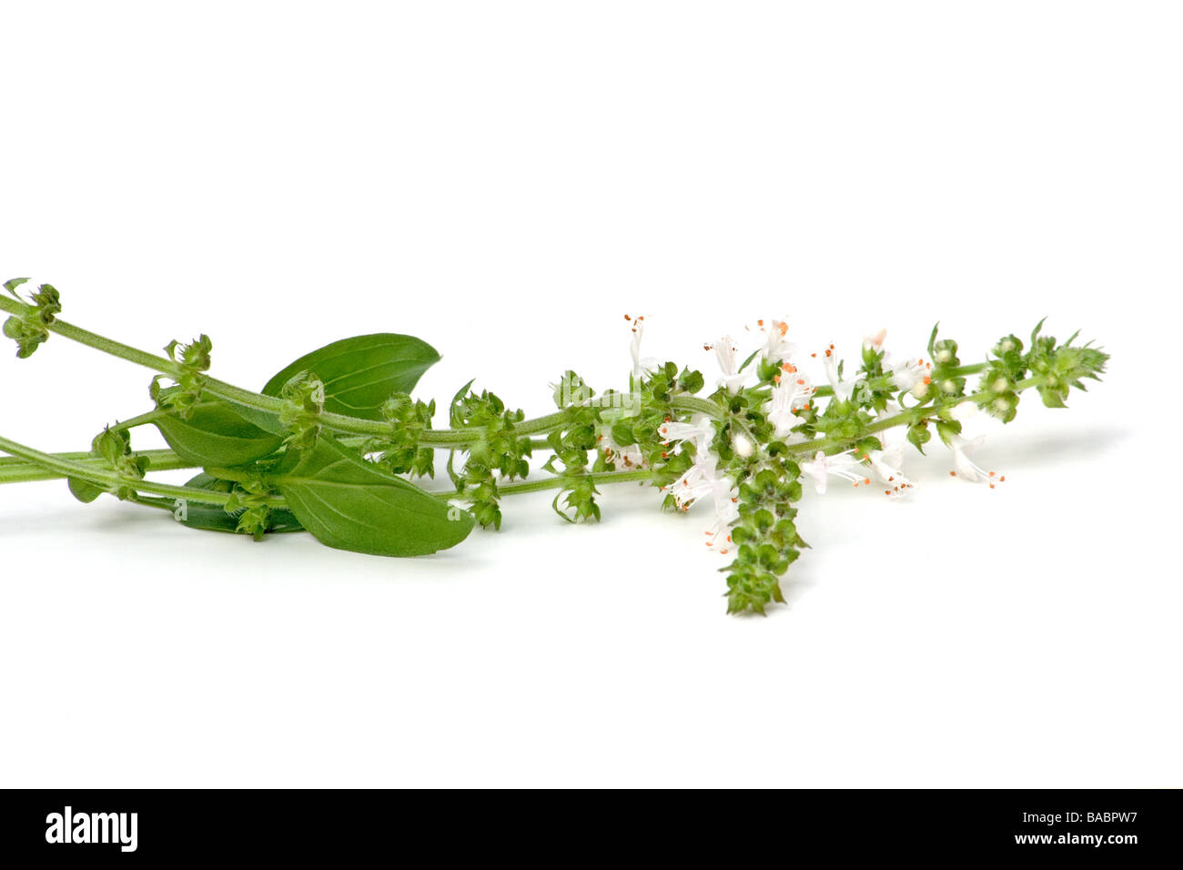 Sprig of basil with leaves and flower Stock Photo - Alamy