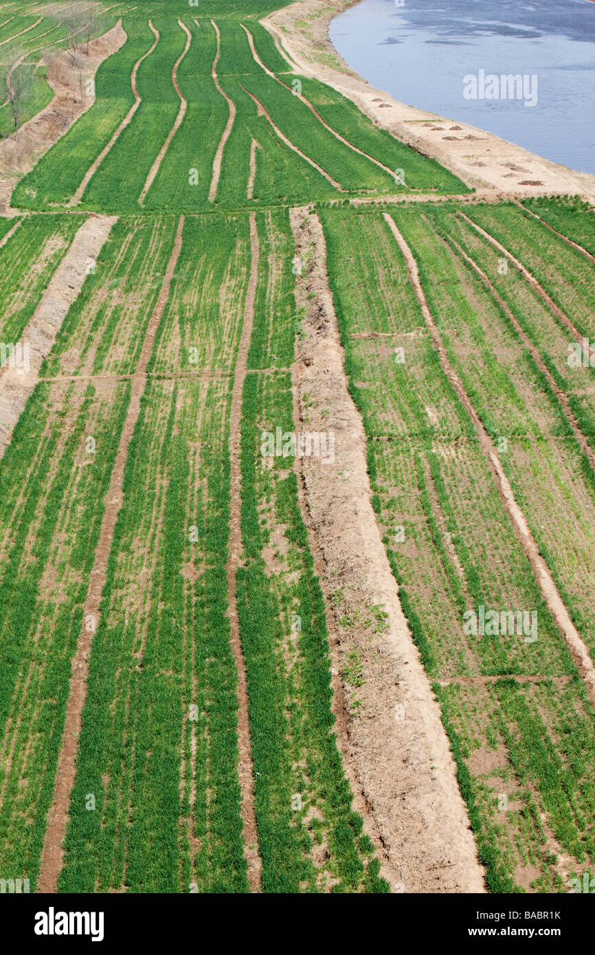 Growing wheat by the side of a river in northern China Stock Photo - Alamy