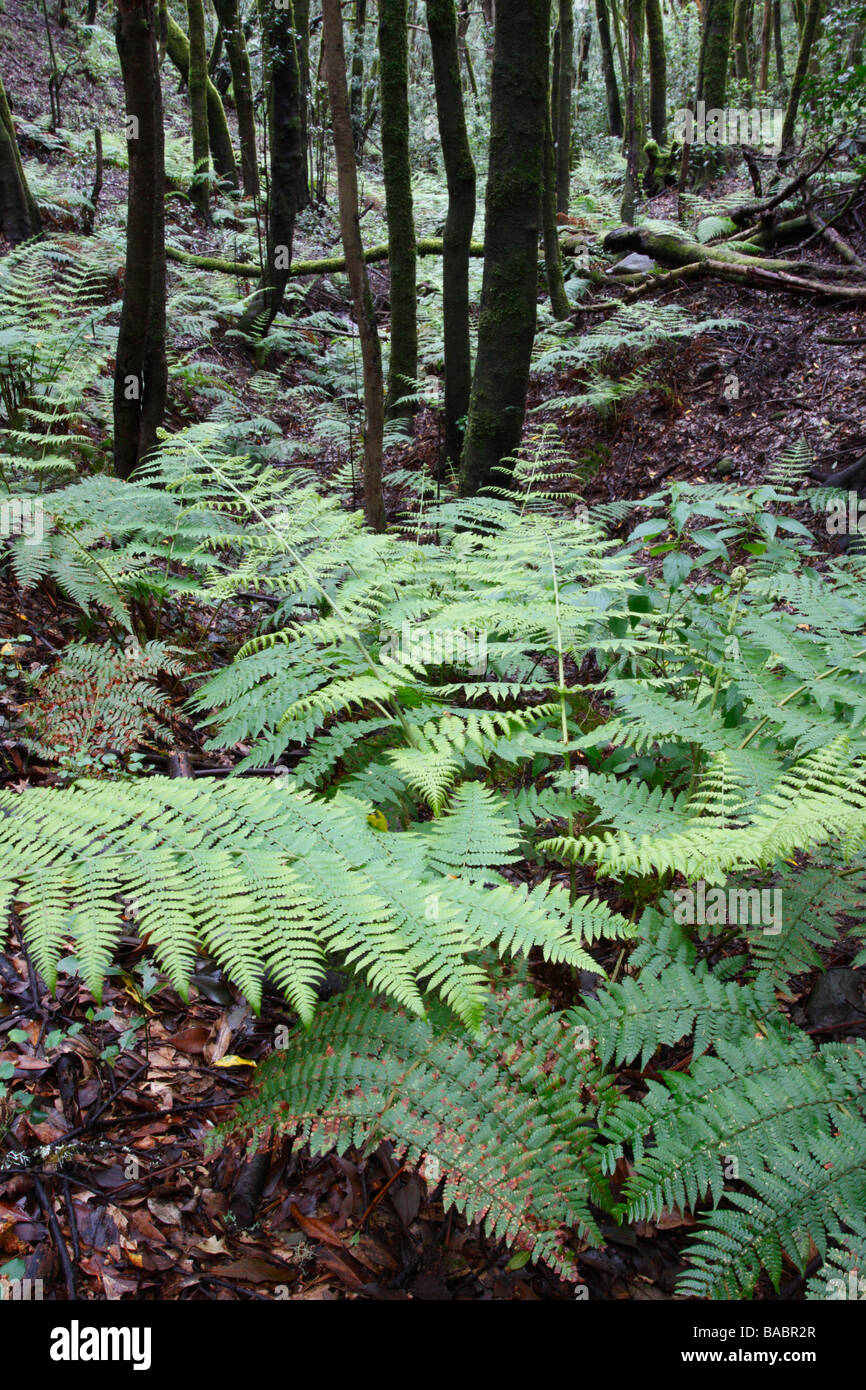 European chain ferns hi-res stock photography and images - Alamy