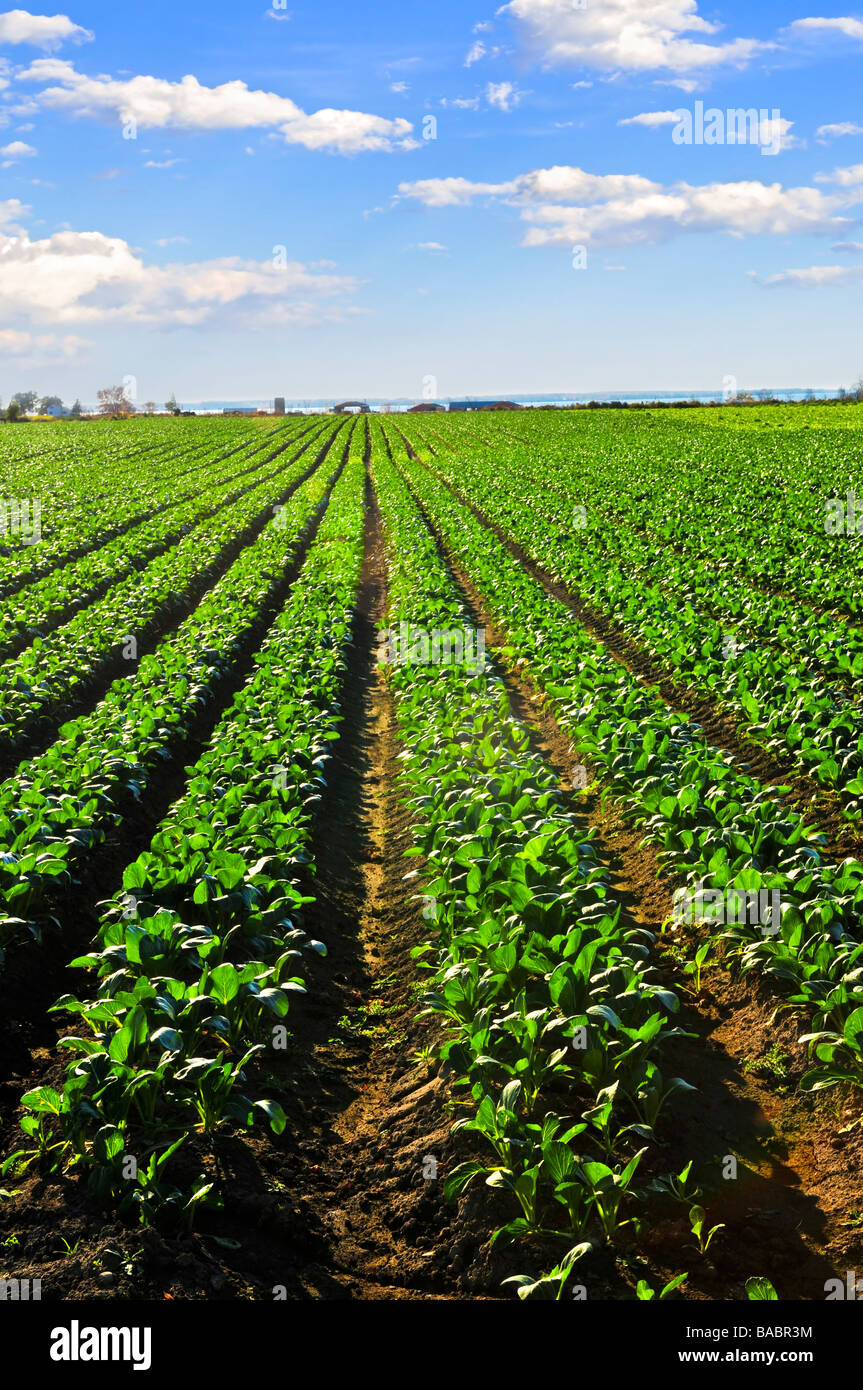 Rows of turnip plants in a cultivated farmers field Stock Photo - Alamy