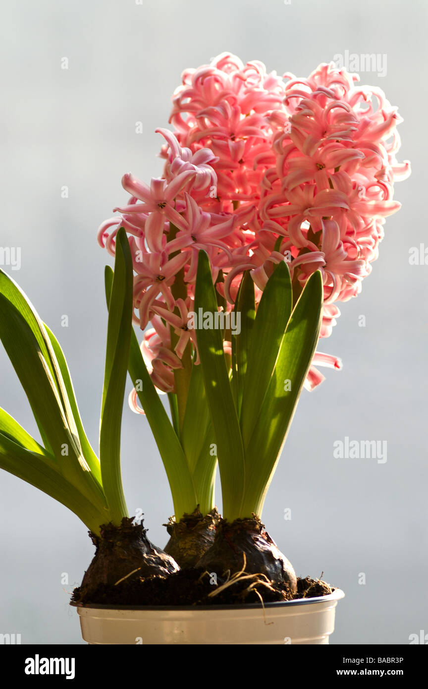 Hyacinthus horticulture hi-res stock photography and images - Alamy