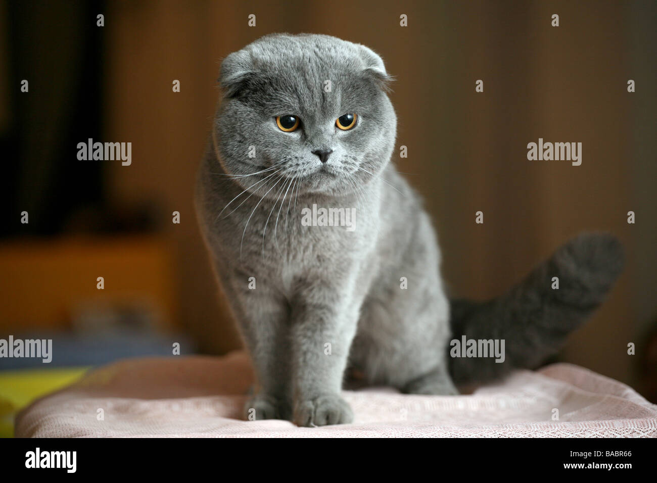 Scottish Fold cat Stock Photo - Alamy