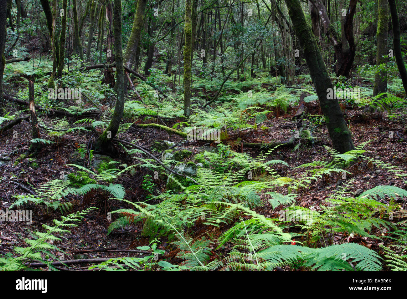 Laurisilva or laurel forest on La Gomera, Canary Islands, Spain Stock ...