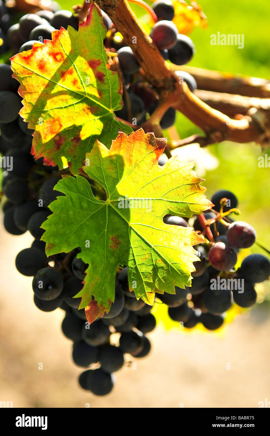 Red grapes growing on vine in bright sunshine Stock Photo - Alamy