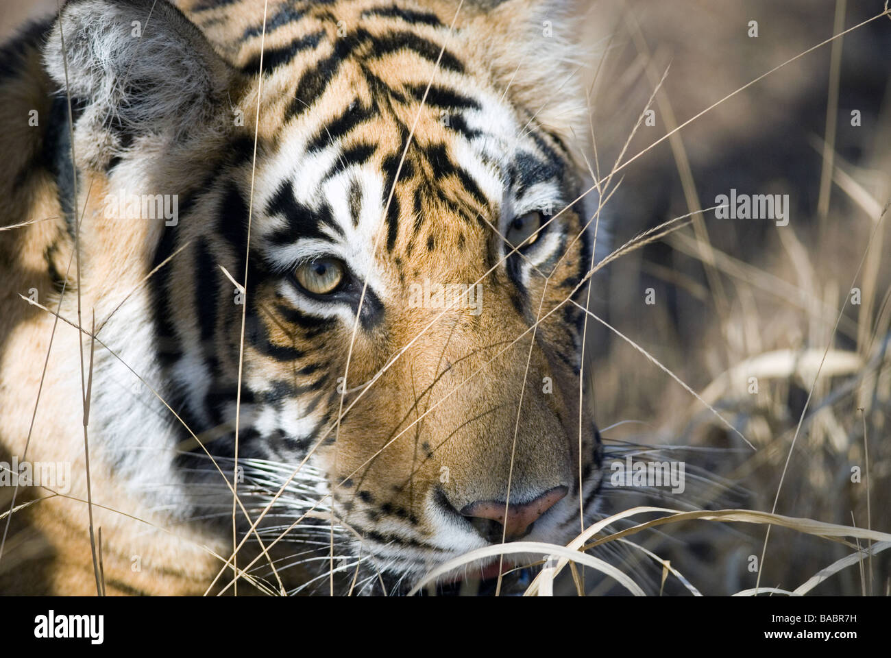 Bengal Tiger Poaching