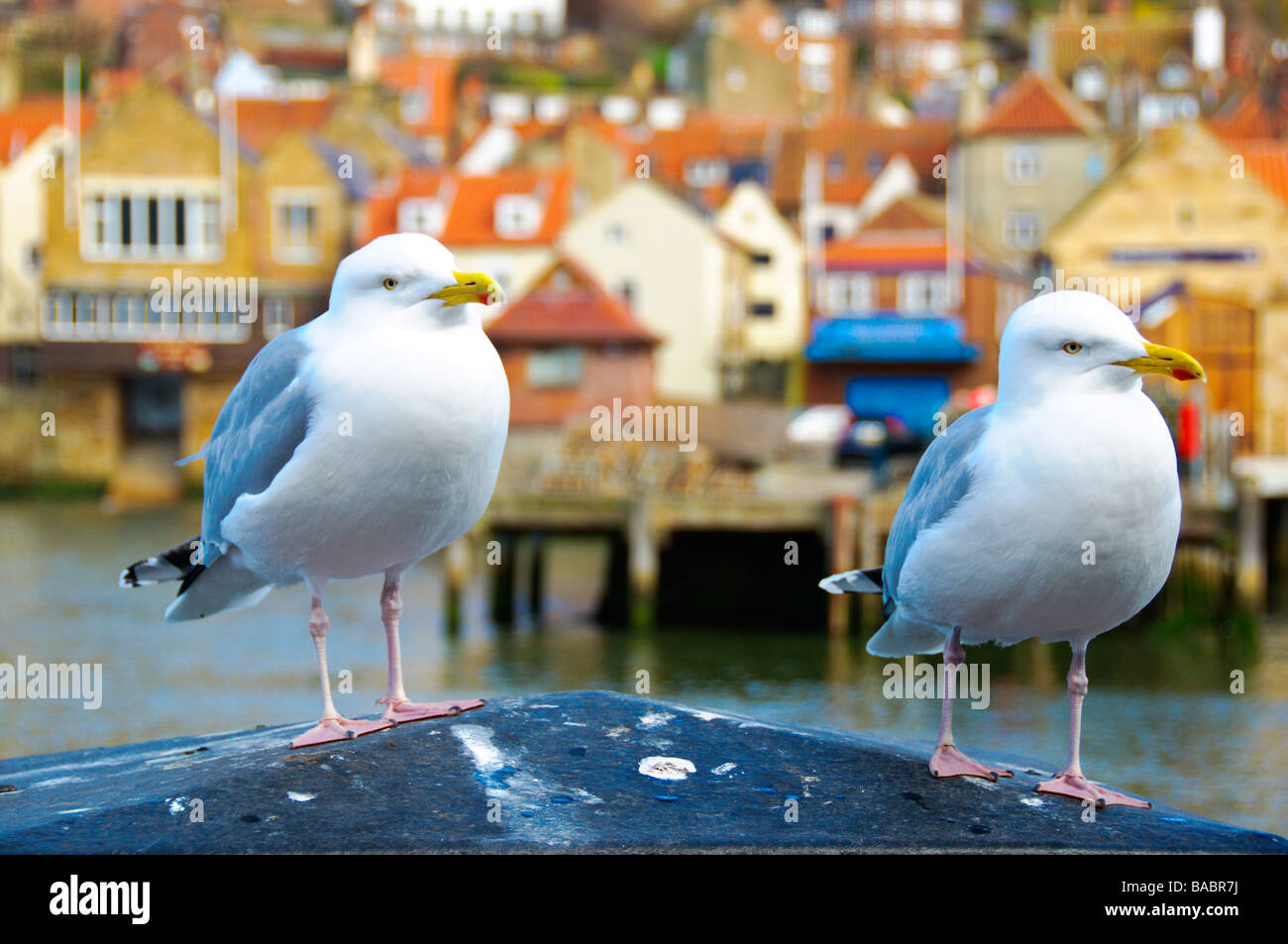 Two curious seagulls in Whitby Stock Photo - Alamy