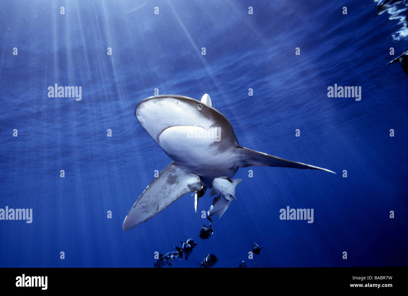 Blue shark hi-res stock photography and images - Alamy