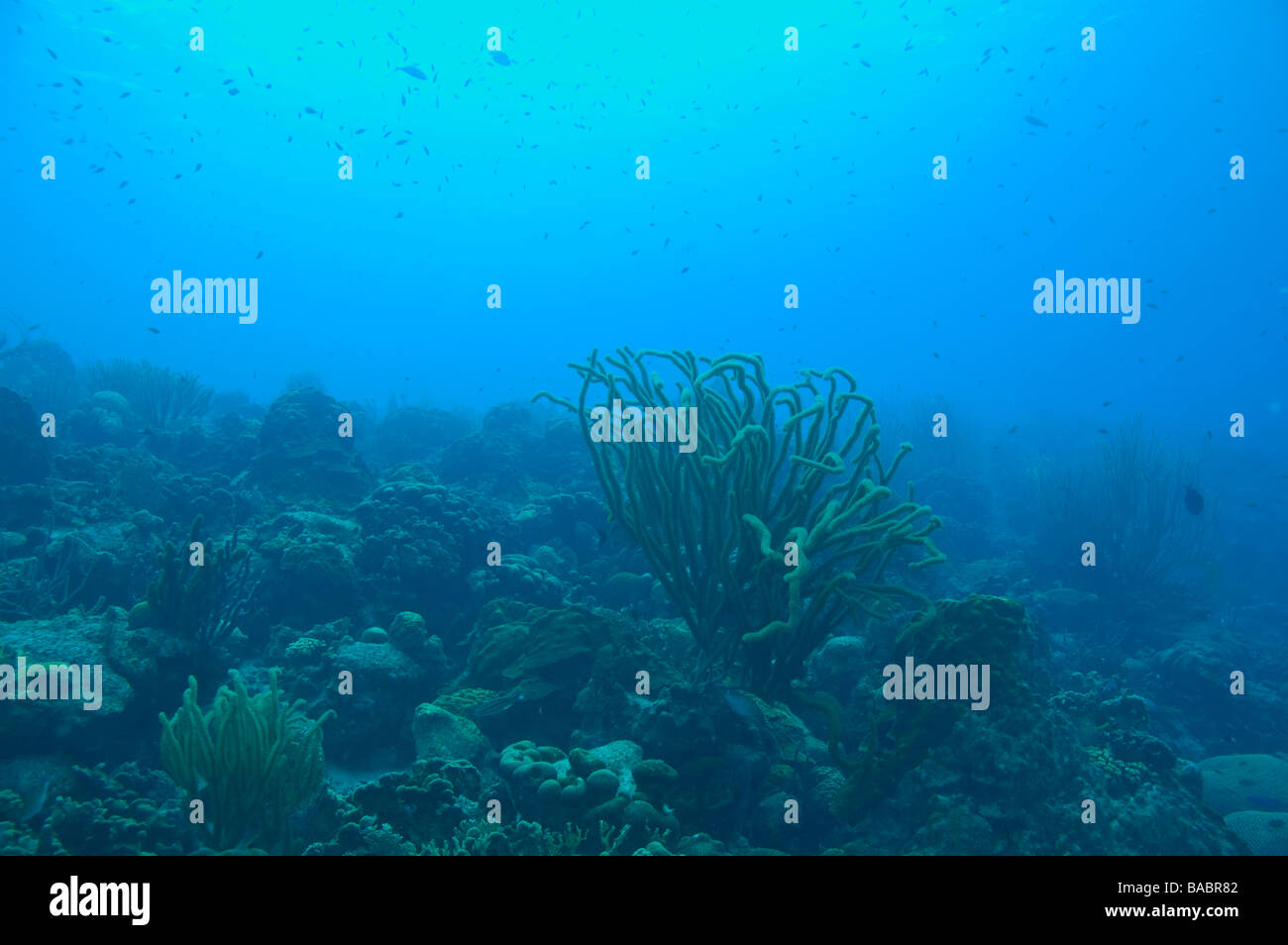 wide angle seascape with variety of coral fish and blue caribbean sea ...